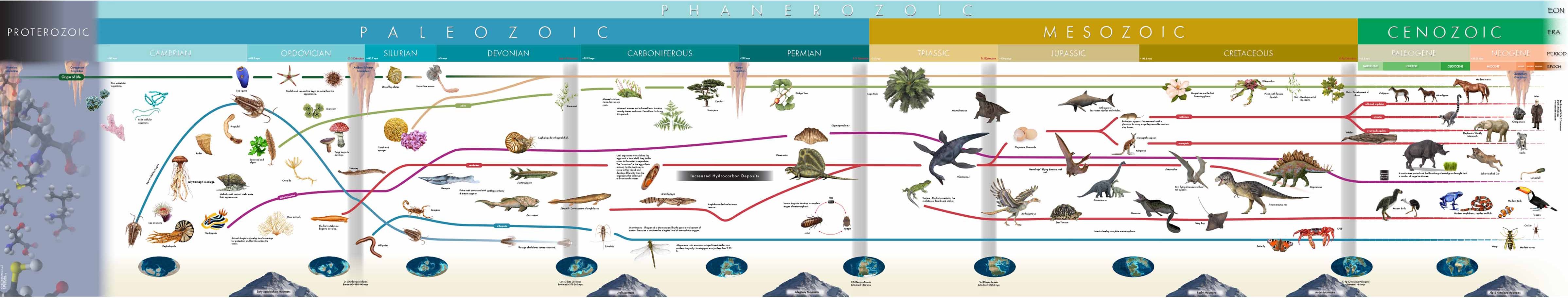 Nienhuis Montessori Timeline of Life (Large Display) | Bembo.cz